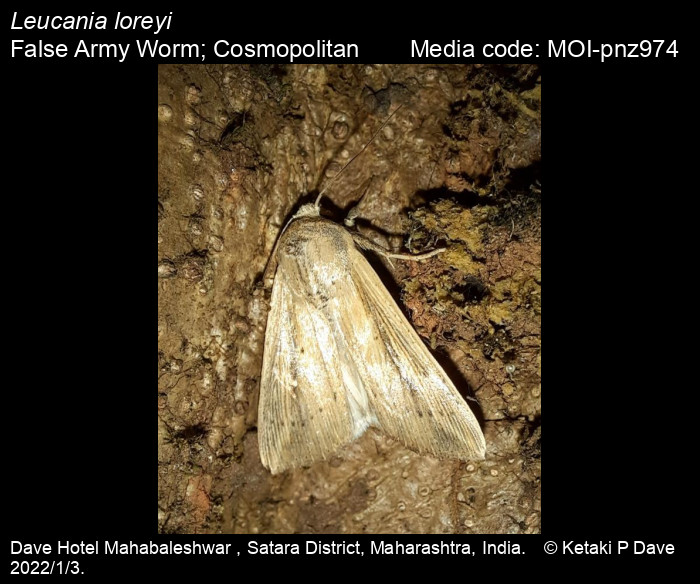 Leucania loreyi (Duponchel, 1827) - False Army Worm; Cosmopolitan | Moths